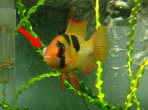 L'oeil exorbité (Exophtalmie) | Aqua Nature